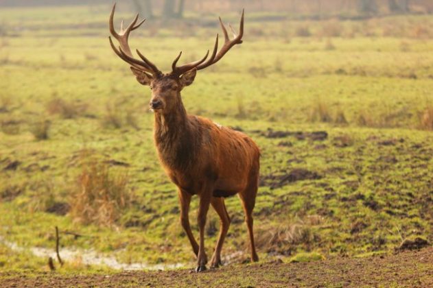 Scandinavian Deer - Daily Scandinavian