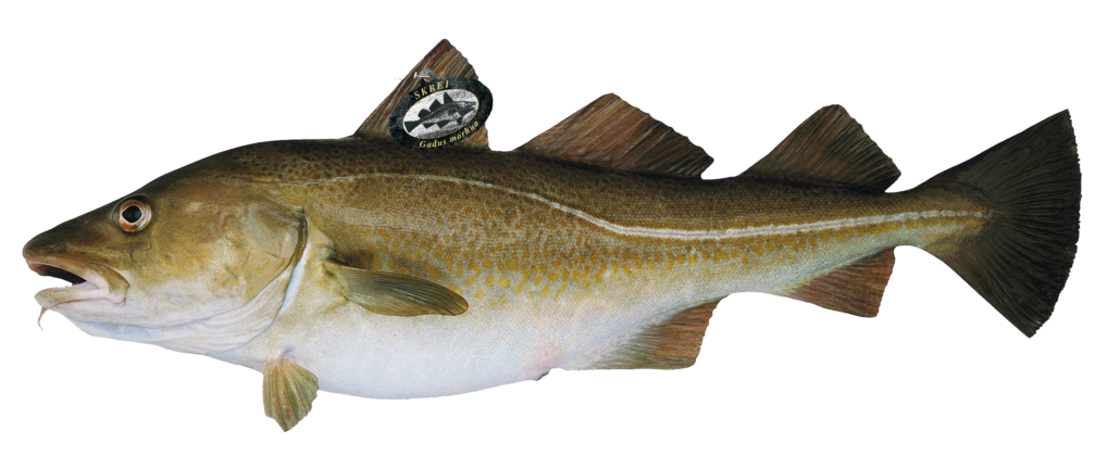 Scandinavian Cod – A Delicacy in February - Daily Scandinavian