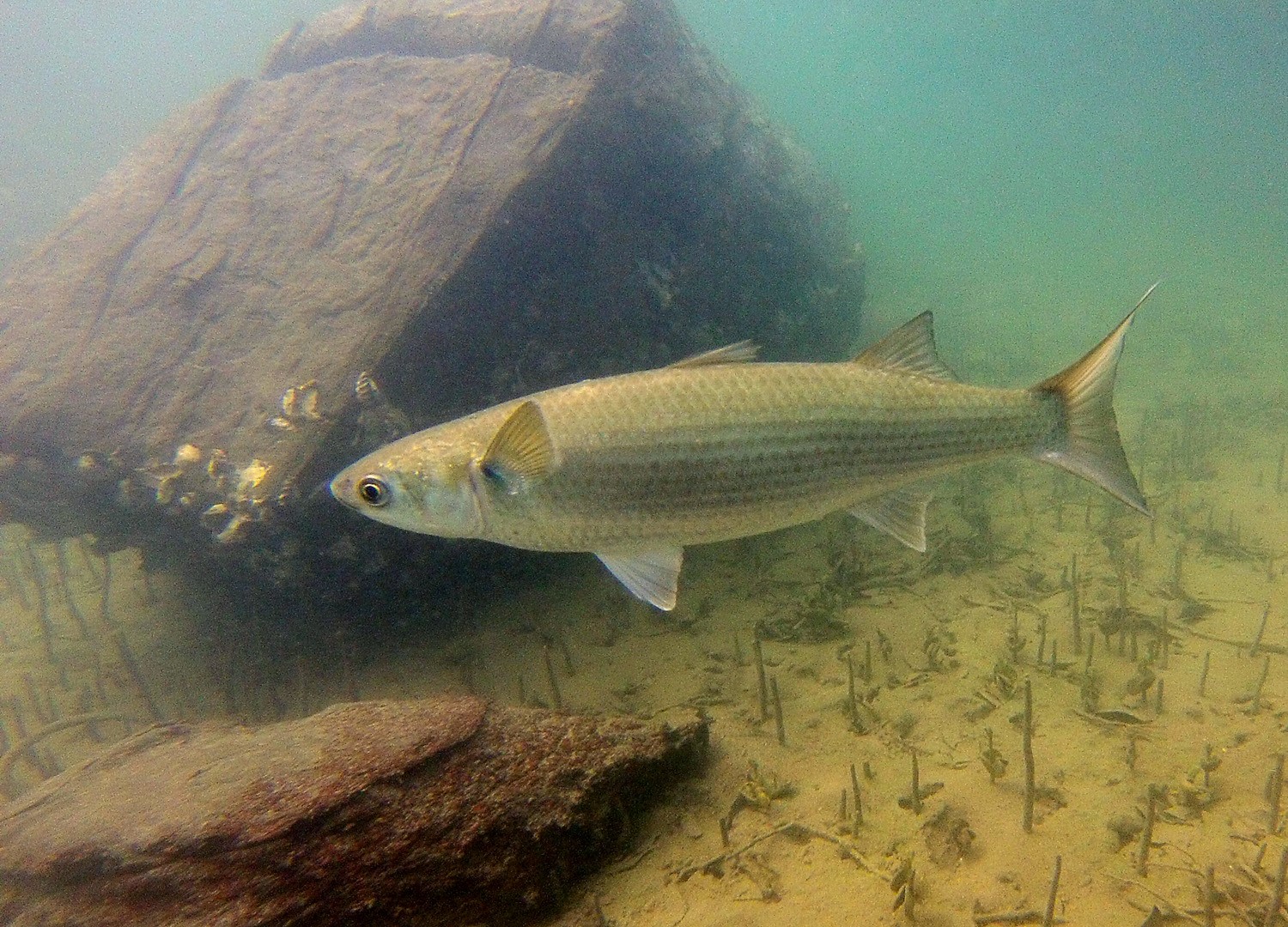 Scandinavian Grey Mullet - Daily Scandinavian