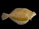 Scandinavian Flatfish - Daily Scandinavian