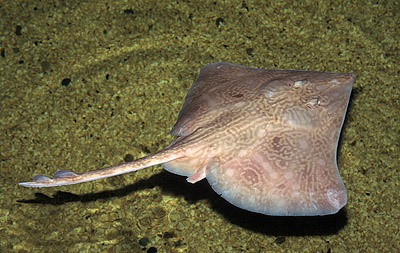 Scandinavian Ray - Daily Scandinavian