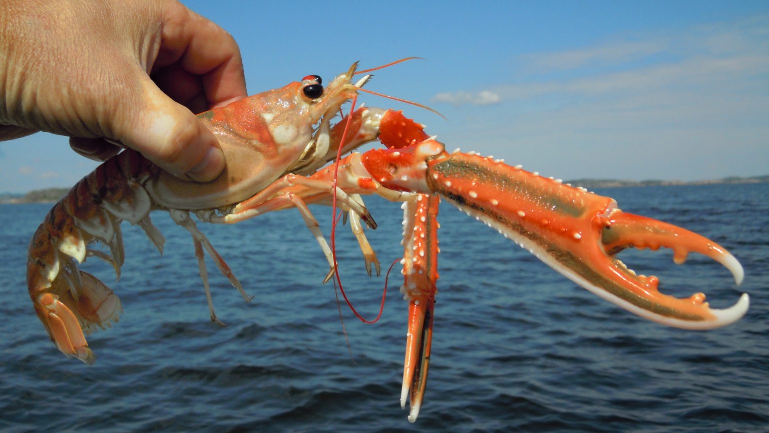 Norway Lobster - Daily Scandinavian