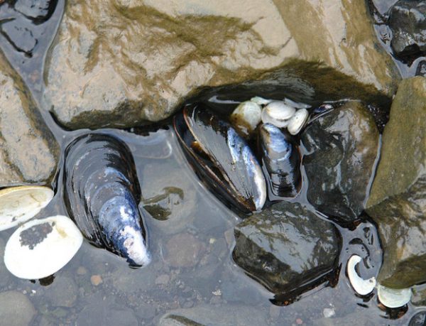 Scandinavian Mussel - Daily Scandinavian