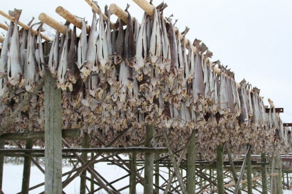 Dried Fish in Scandinavia - Daily Scandinavian