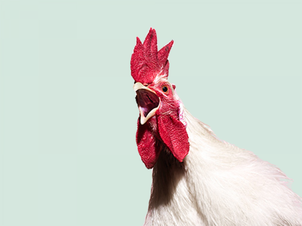 The Taste of Scandinavian Chicken - Daily Scandinavian