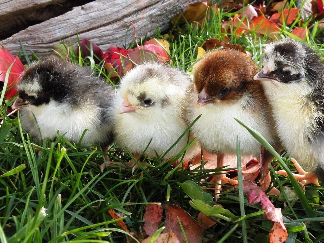 The Taste of Scandinavian Chicken - Daily Scandinavian