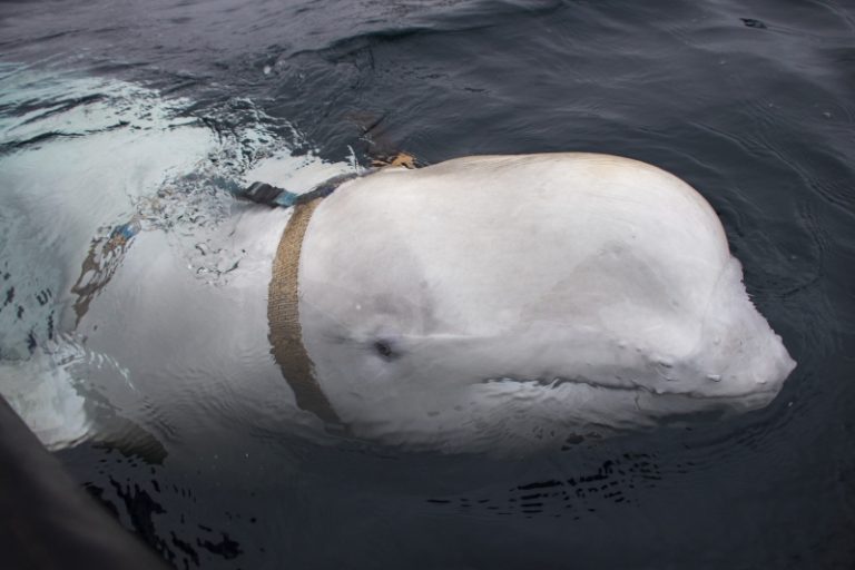 Russian ‘Spy’ Whale on Mission in Norway? - Daily Scandinavian