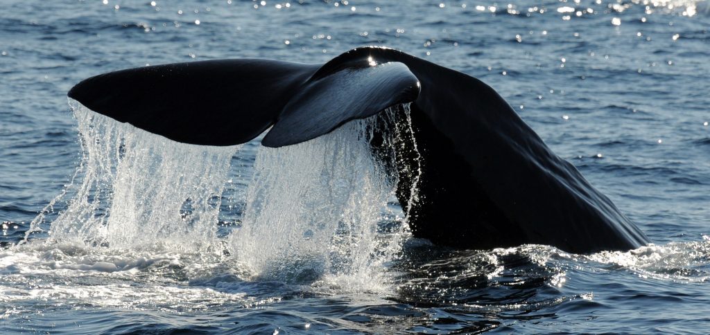 New Attraction in Norway - The Whale - Daily Scandinavian