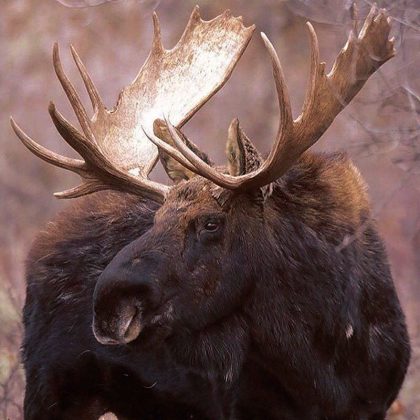 Scandinavian Elk - Daily Scandinavian