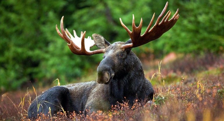 Scandinavian Elk - Daily Scandinavian