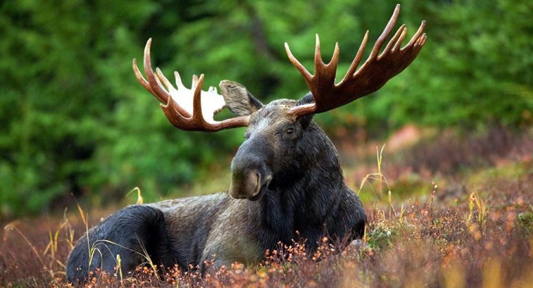 Scandinavian Elk - Daily Scandinavian