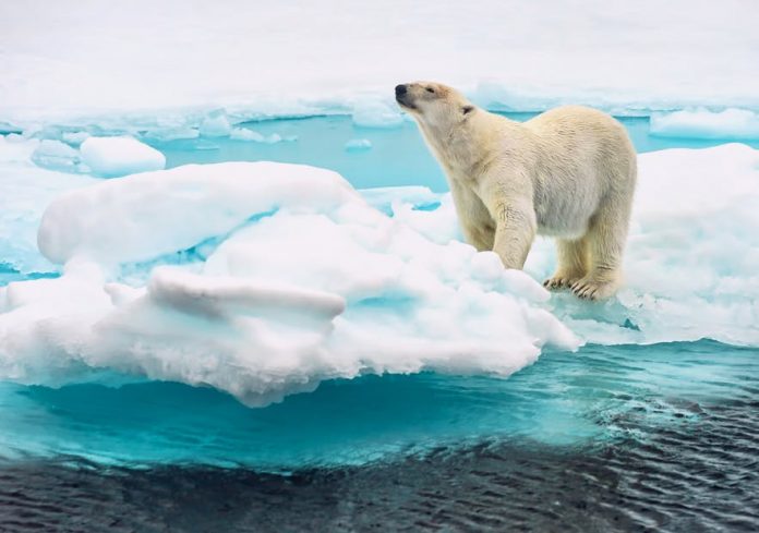 Fantastic Svalbard, Norway - Daily Scandinavian