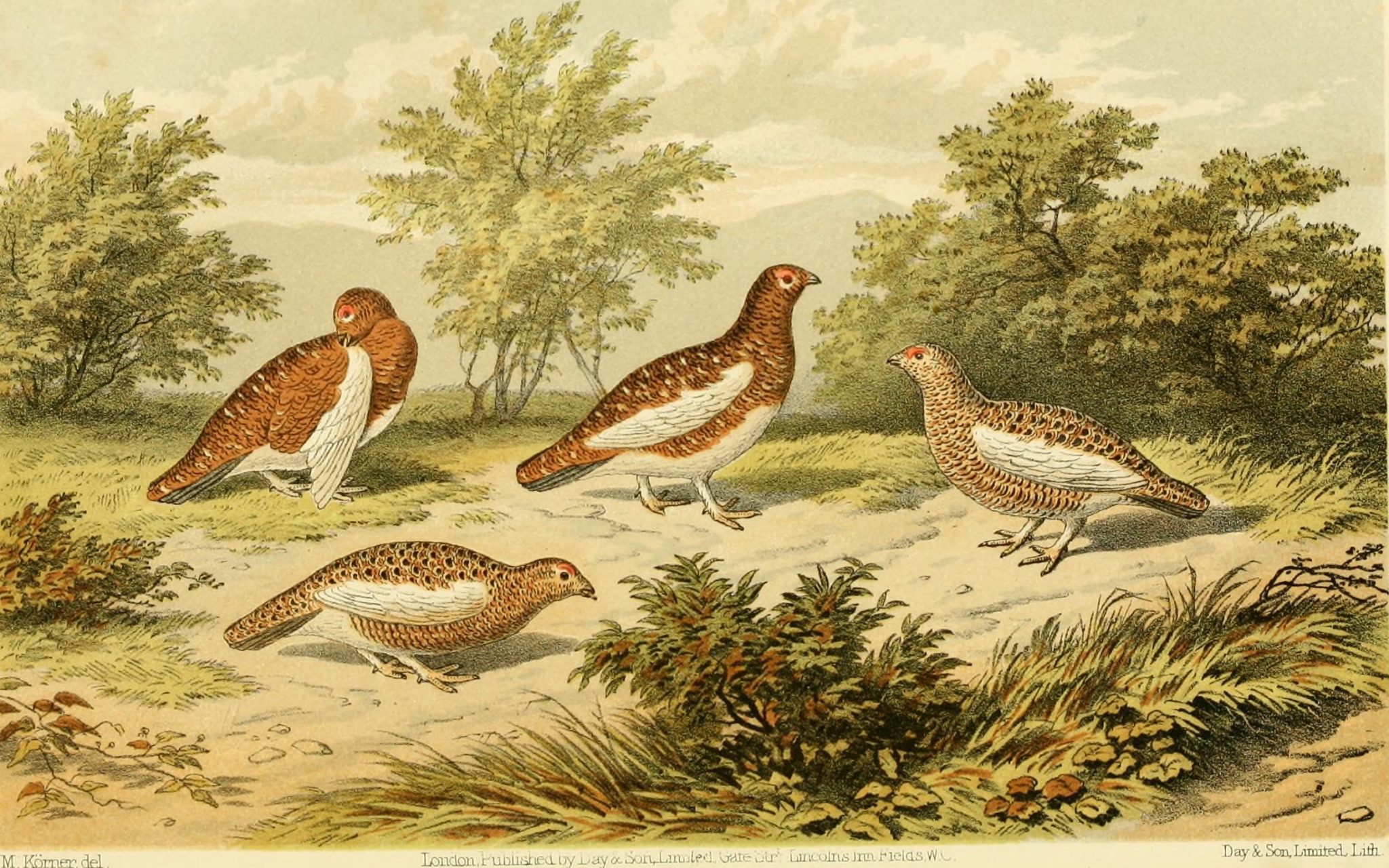 Scandinavian Wildfowl - Daily Scandinavian