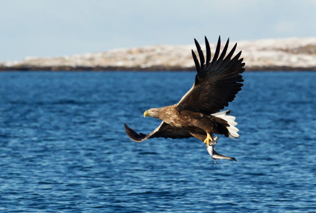 Norwegian Sea Eagles Make Success in Ireland - Daily Scandinavian