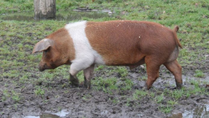 The Fascinating Story of the Danish Protest Pigs - Daily Scandinavian
