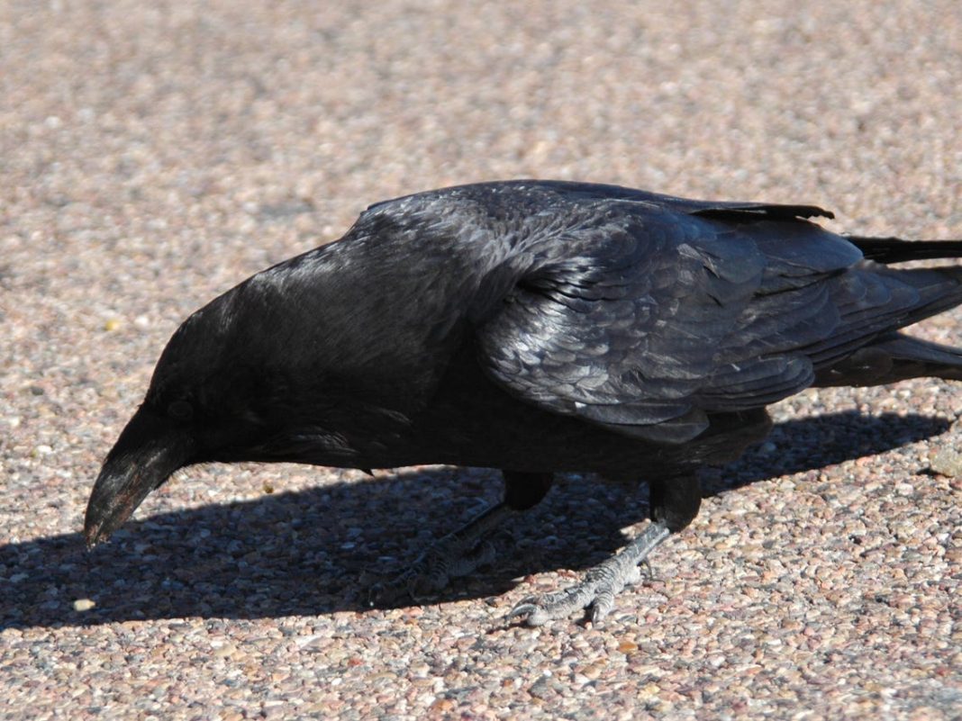 Crows ‘Paid’ to Pick Up Cigarette Litter in Sweden - Daily Scandinavian