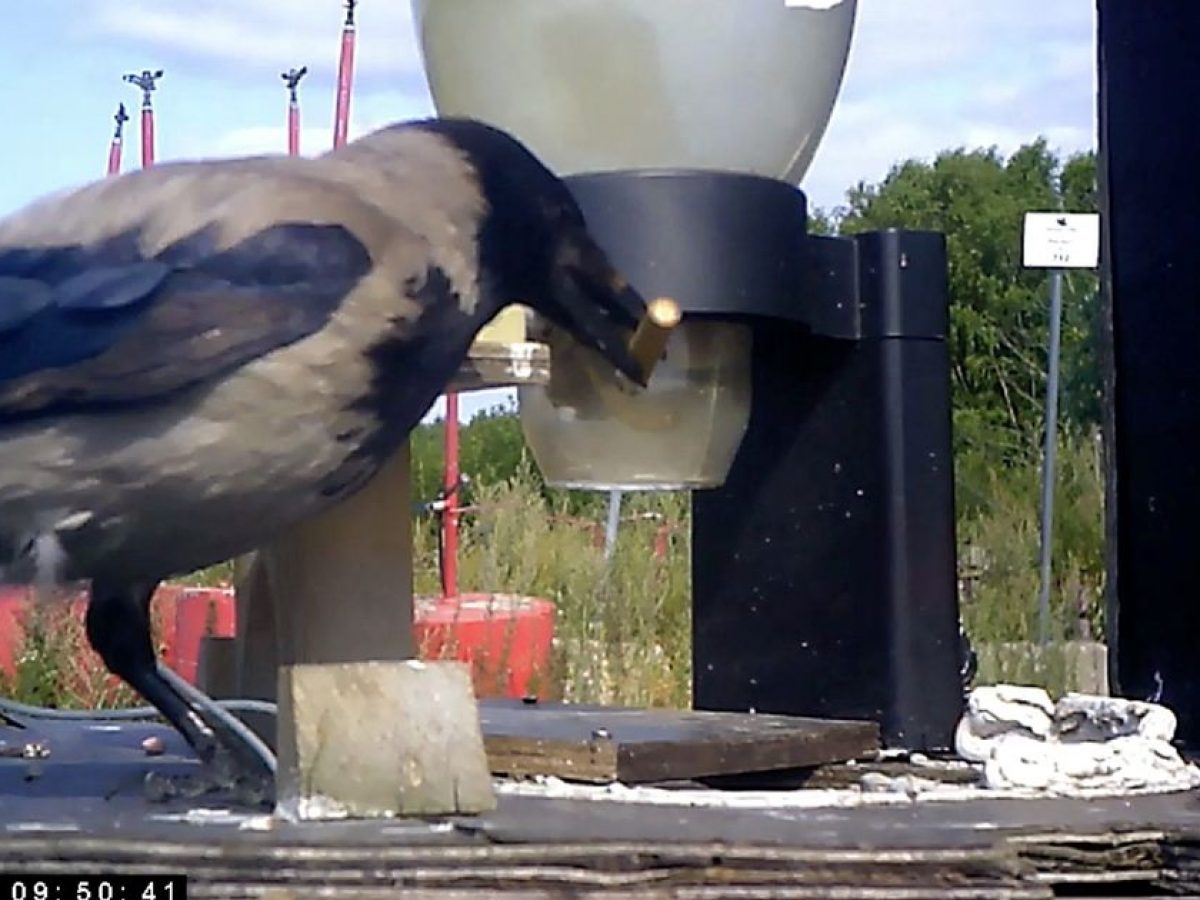 Crows ‘Paid’ to Pick Up Cigarette Litter in Sweden - Daily Scandinavian