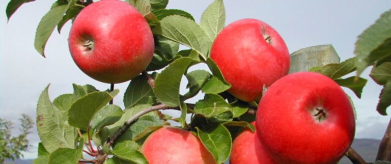 Apples From Scandinavia - Daily Scandinavian