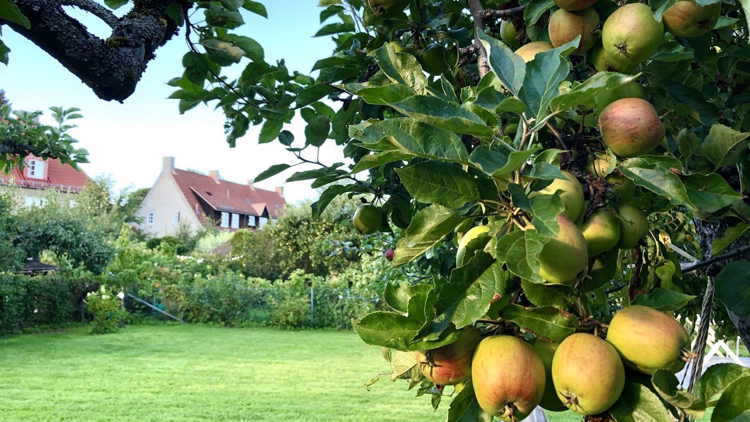 Apples From Scandinavia - Daily Scandinavian