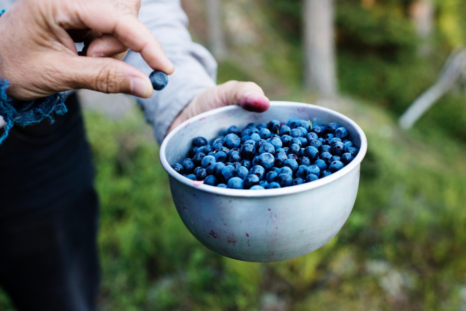 Scandinavian Berries - Daily Scandinavian