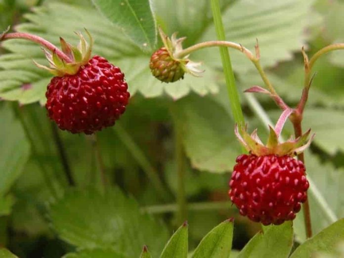 Scandinavians and Strawberries - Daily Scandinavian