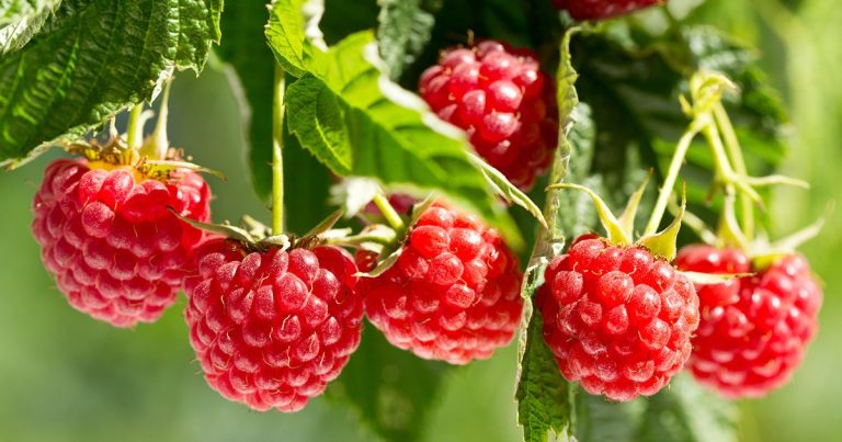 Scandinavian Raspberry - Daily Scandinavian