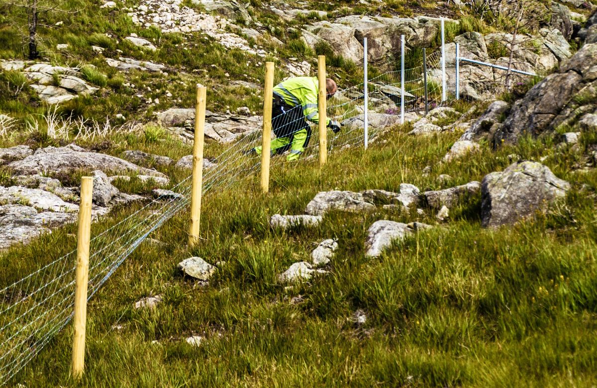 It Is Strictly Forbidden To Cross the Border from Norway to Russia - for Reindeer Too - Daily ...