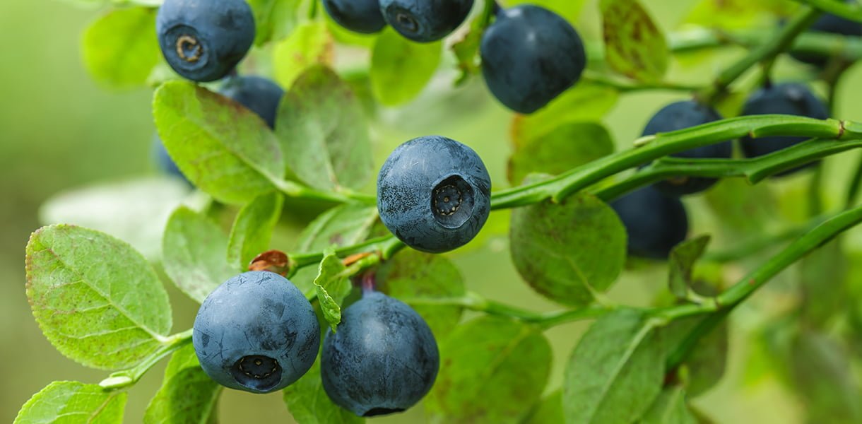 Scandinavian Blueberry - Daily Scandinavian