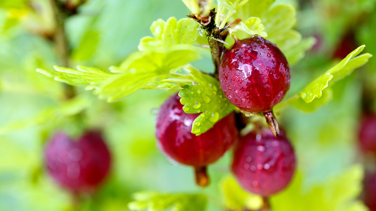 Scandinavian Gooseberry - Daily Scandinavian