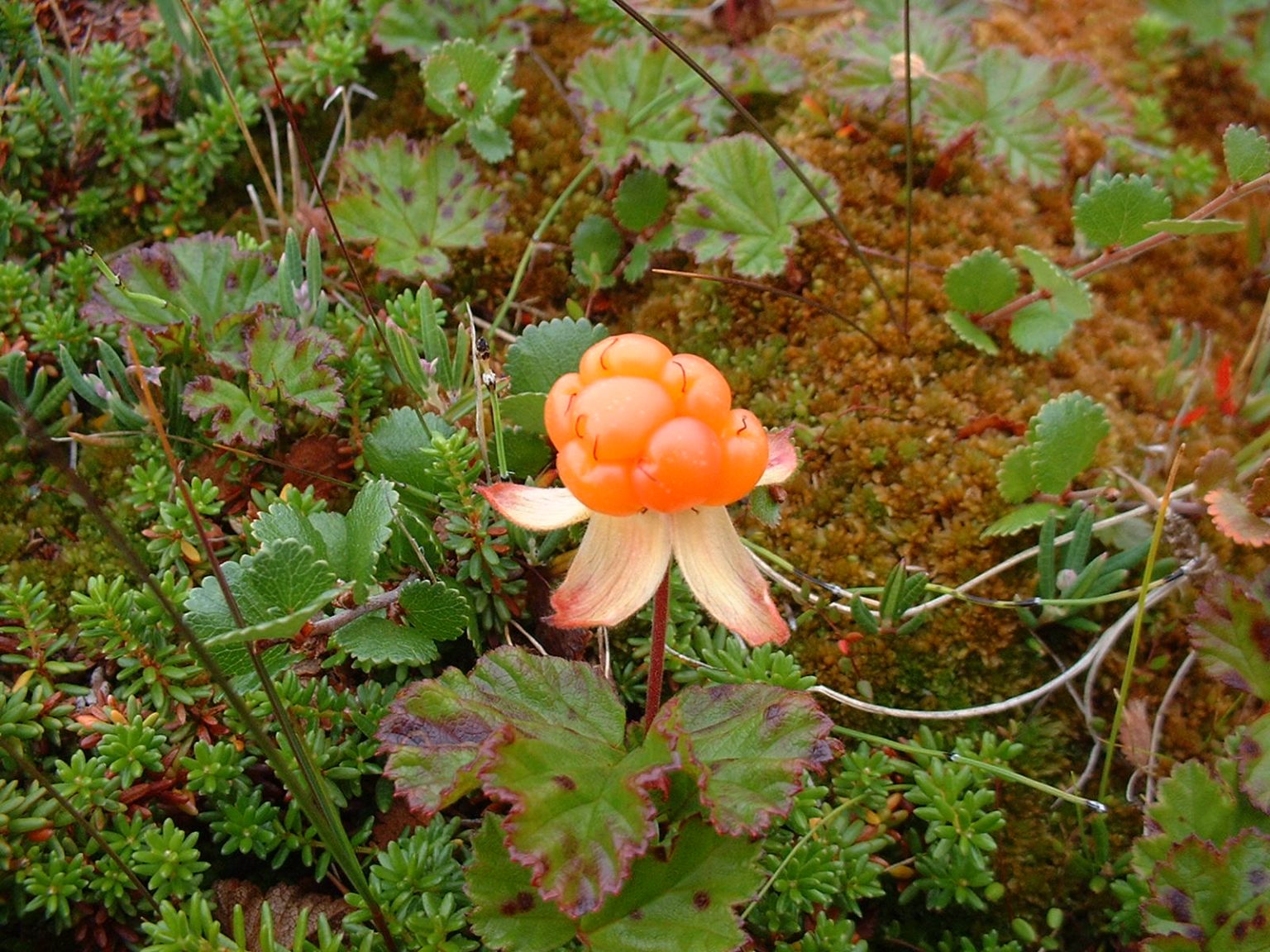 Cloudberry from Scandinavia - Daily Scandinavian