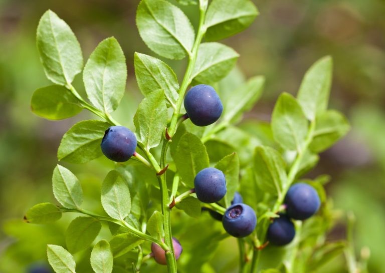 Berry Picking in Sweden - Daily Scandinavian